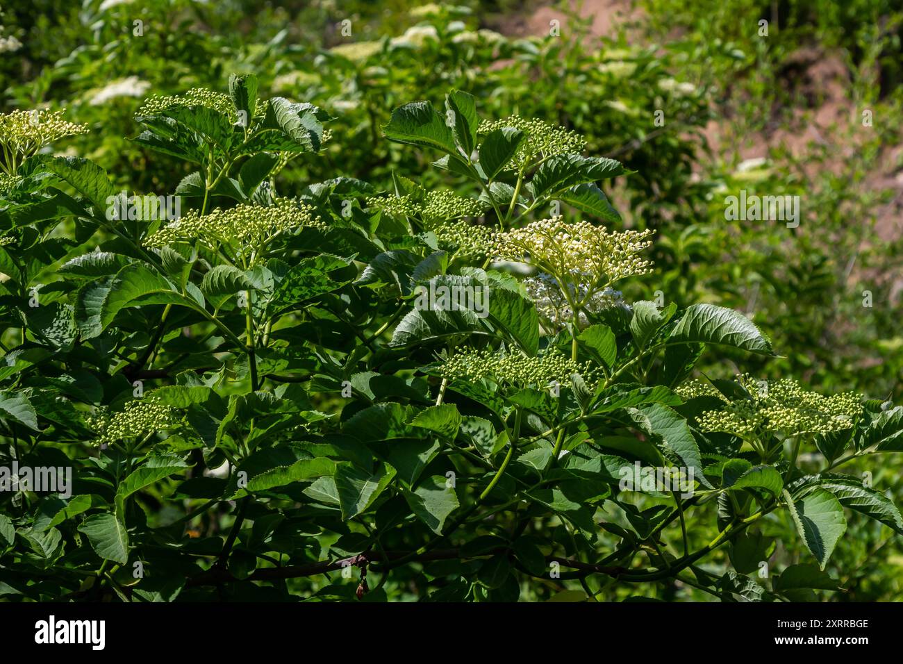 Flower buds and flowers of the Black Elder in spring, Sambucus nigra ...
