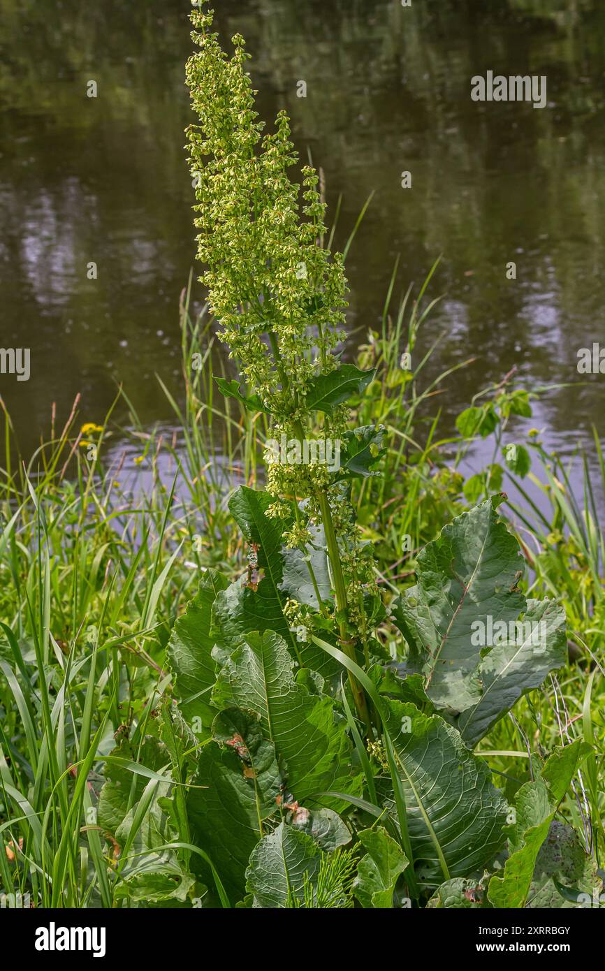 Part of a sorrel bush Rumex confertus growing in the wild with dry ...