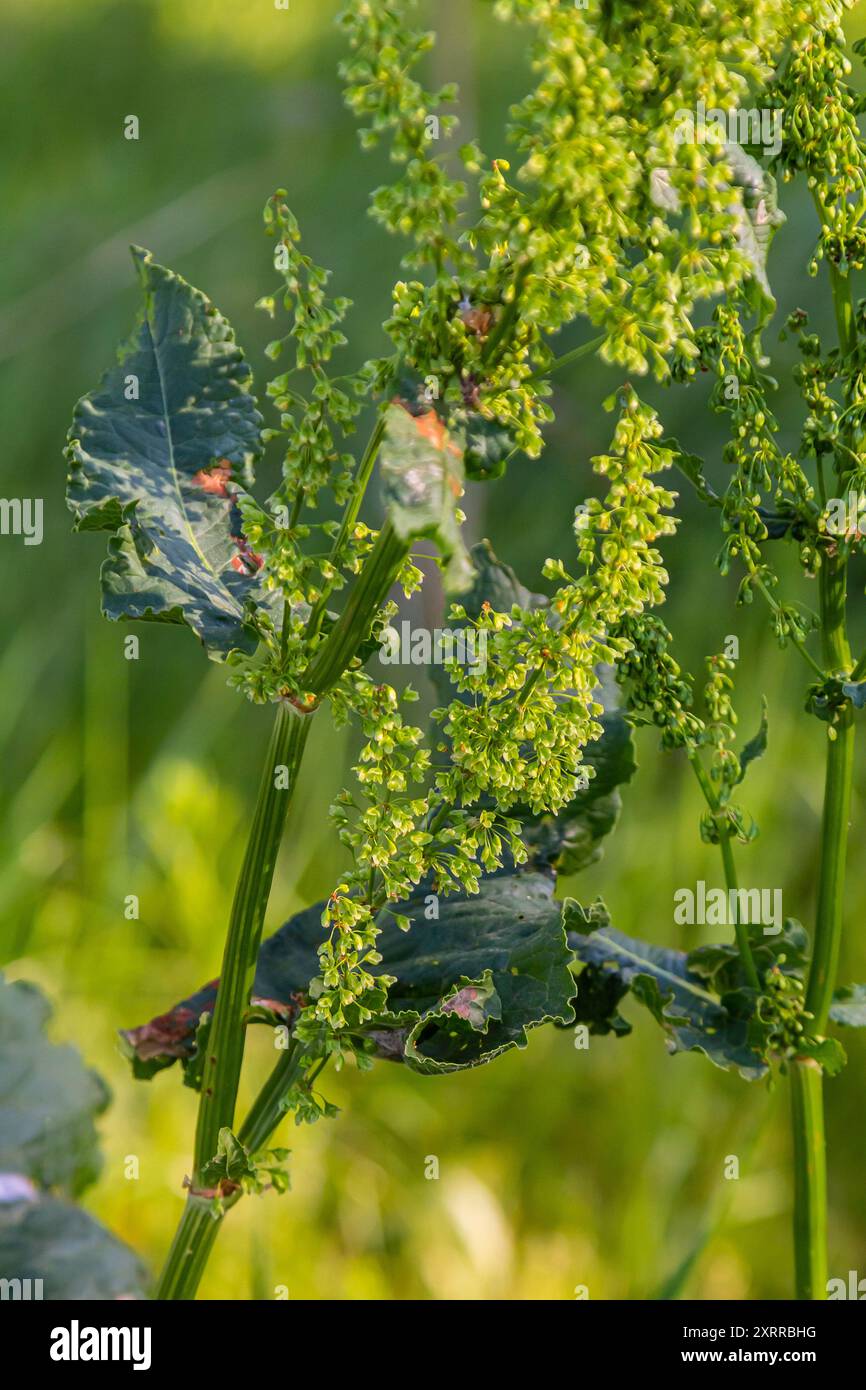 Part of a sorrel bush Rumex confertus growing in the wild with dry ...