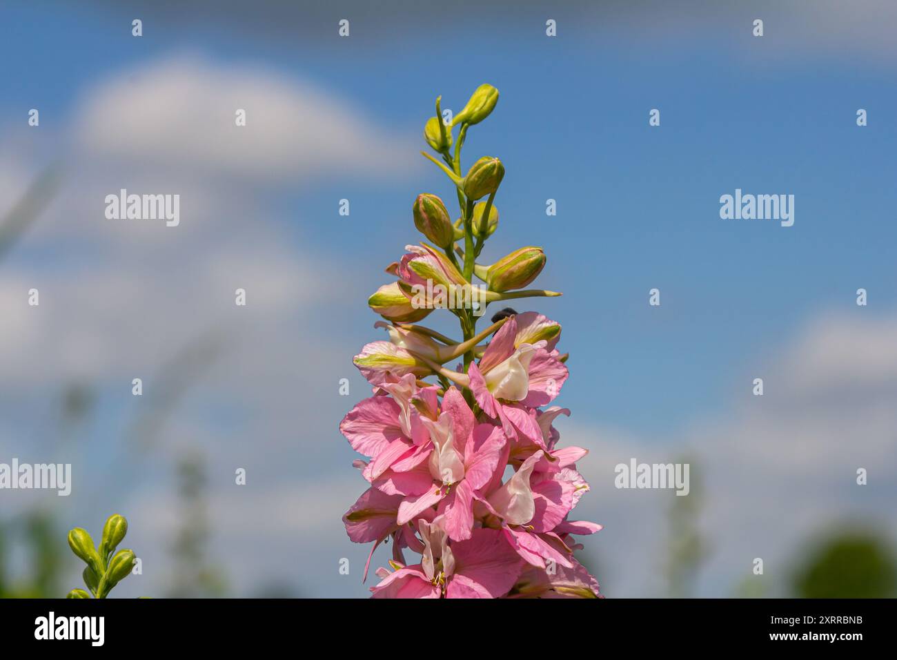 Pink and purple Delphinium Larkspur flowering plant in flower field ...