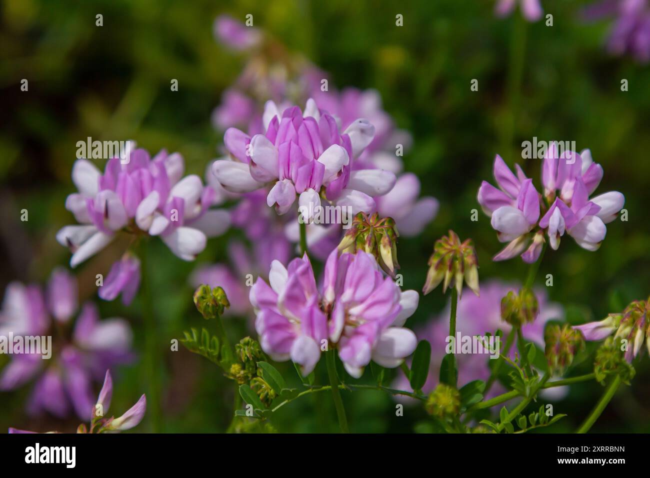 the flowers of Securigera varia - crownvetch, purple crown vetch Stock ...