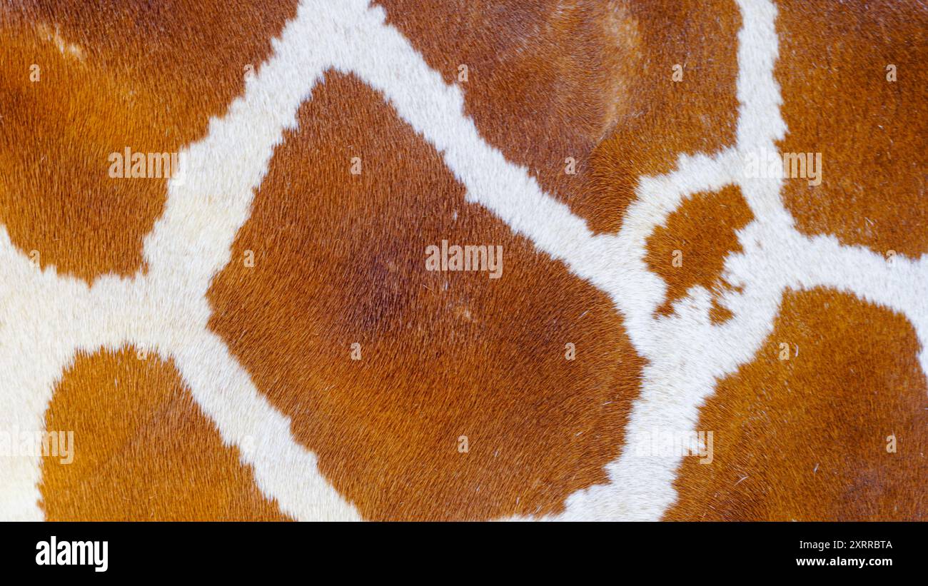 Giraffe skin, natural authentic wild animal hide, safari background and ...