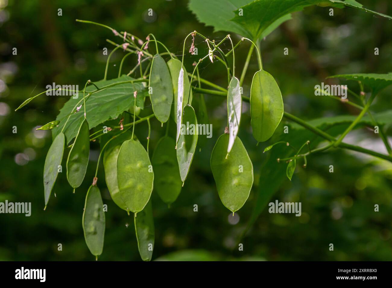 Honesty pods hi-res stock photography and images - Alamy