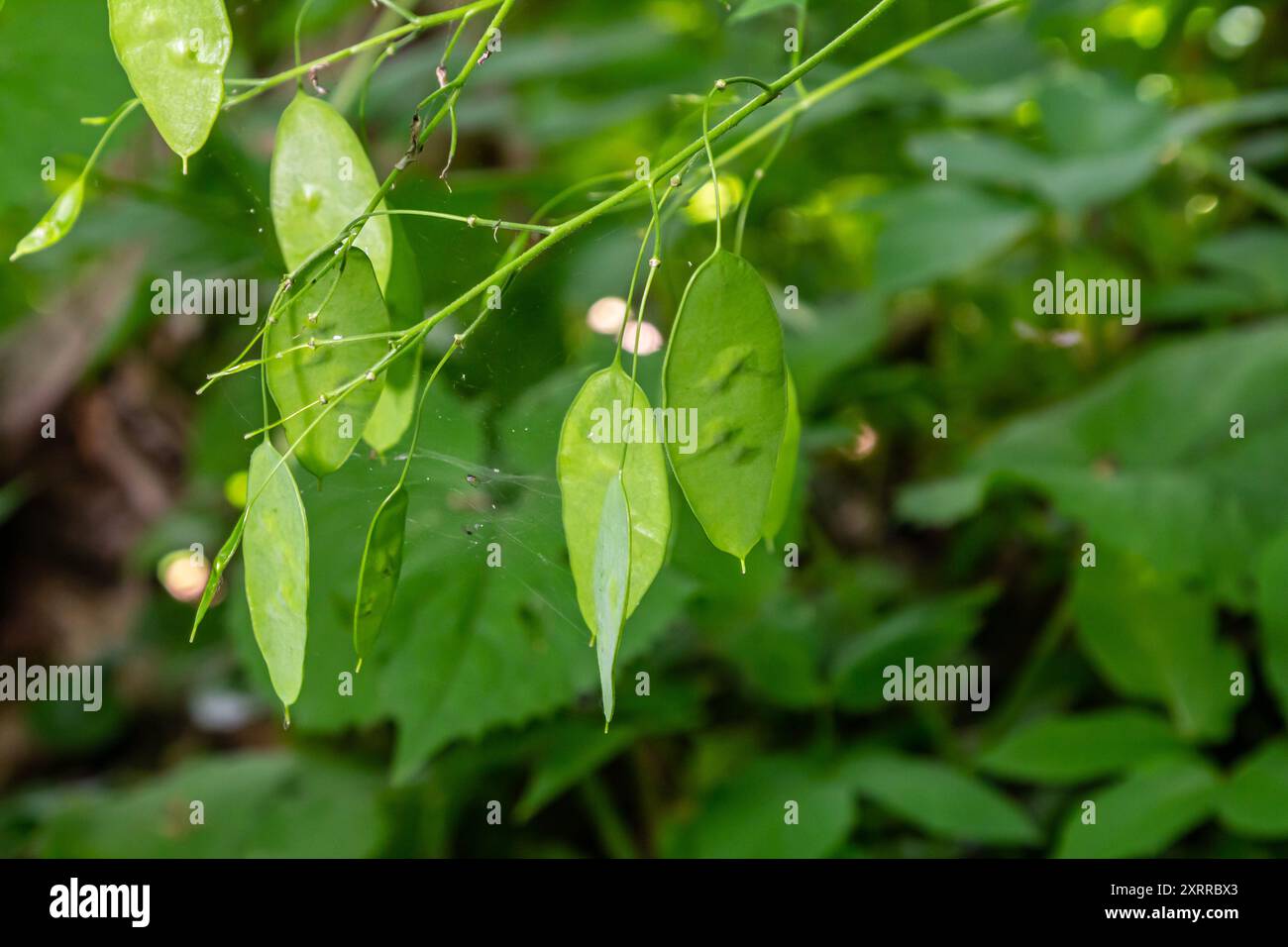 Honesty pods hi-res stock photography and images - Alamy