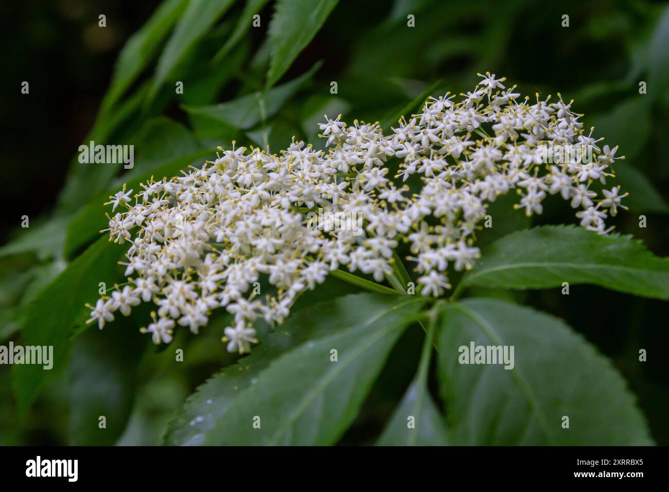 Flower buds and flowers of the Black Elder in spring, Sambucus nigra ...