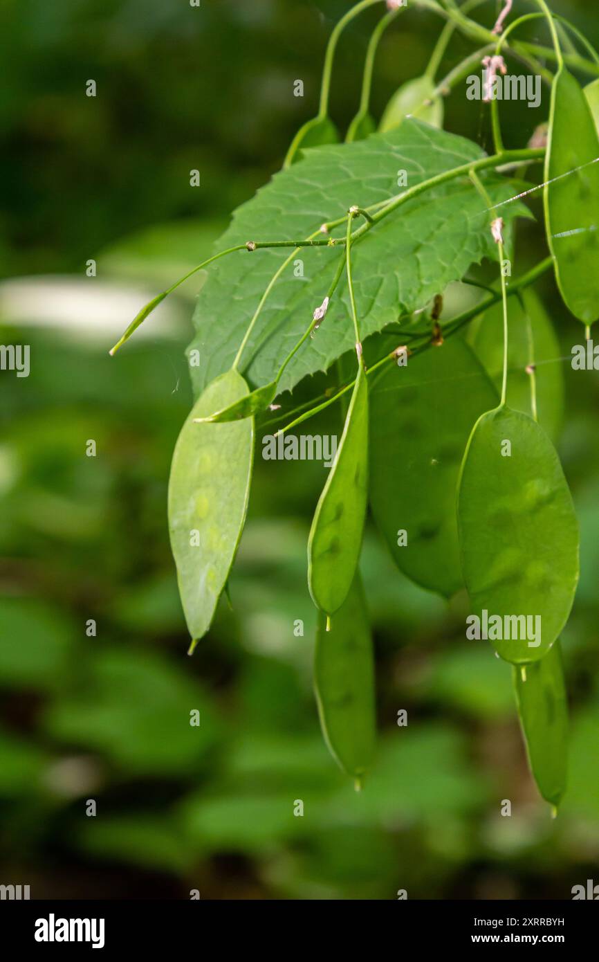 Honesty pods hi-res stock photography and images - Alamy
