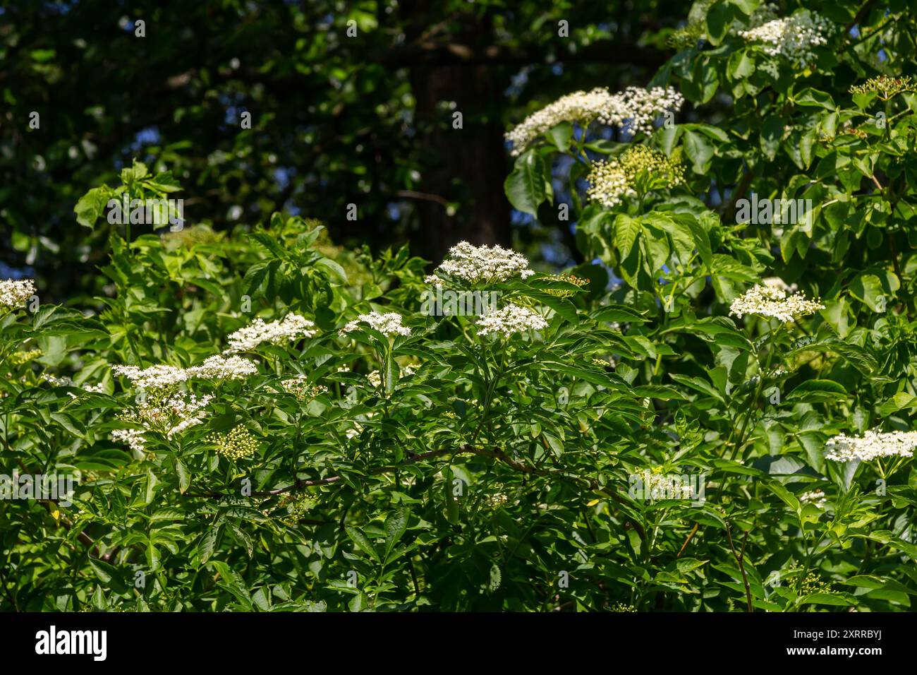 Flower buds and flowers of the Black Elder in spring, Sambucus nigra ...