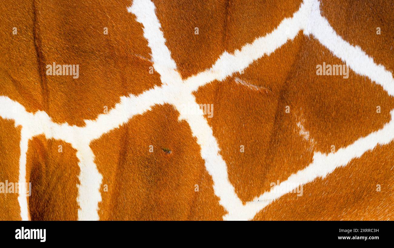 Giraffe skin, natural authentic wild animal hide, safari background and ...