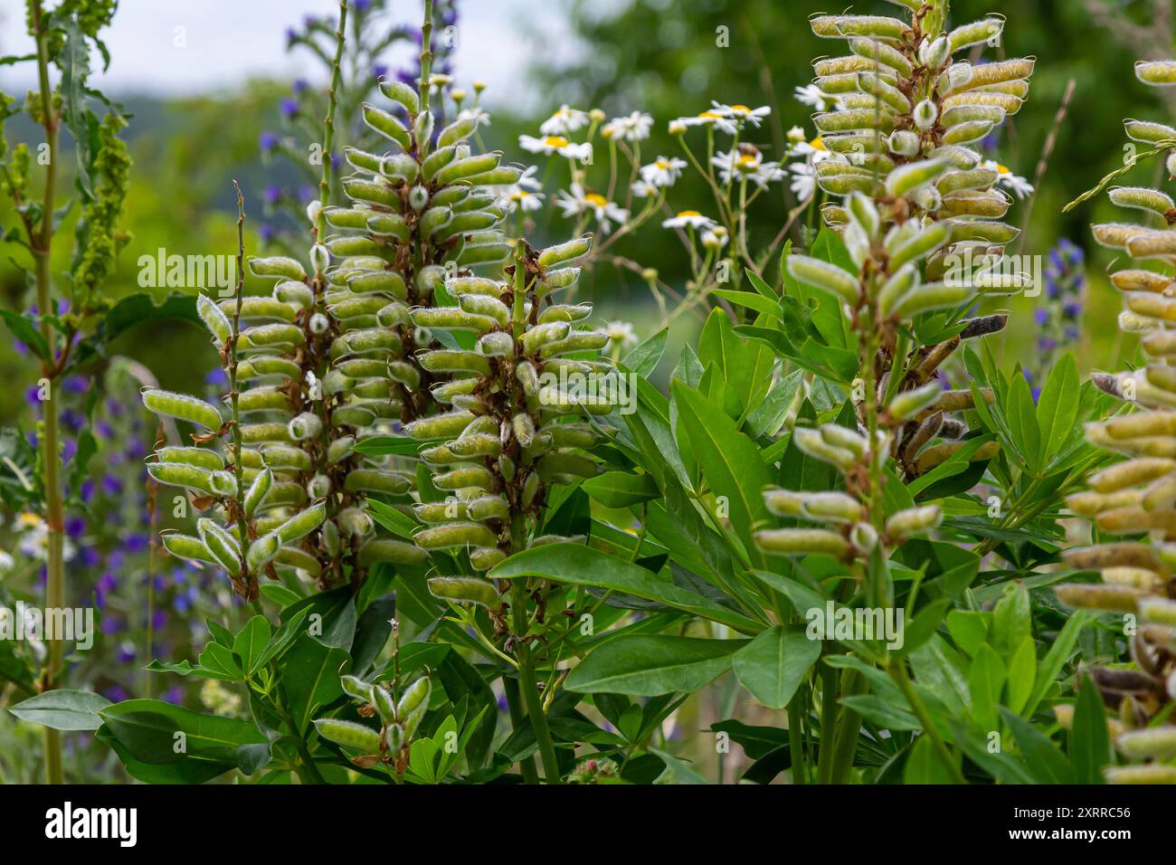 Large leaved lupine seed pods - Latin name - Lupinus polyphyllus Stock ...
