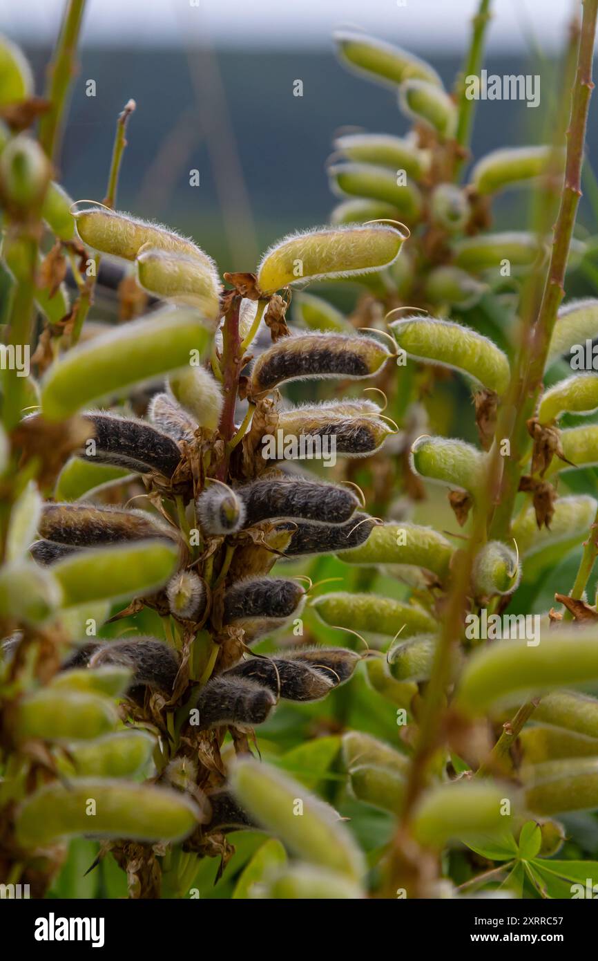 Lupinus polyphyllus. Large leaved lupine seed pods in garden Stock ...