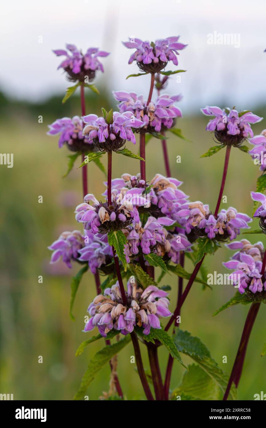 Phlomis Phlomoides tuberosa wildflowers on clear green background. Dark ...