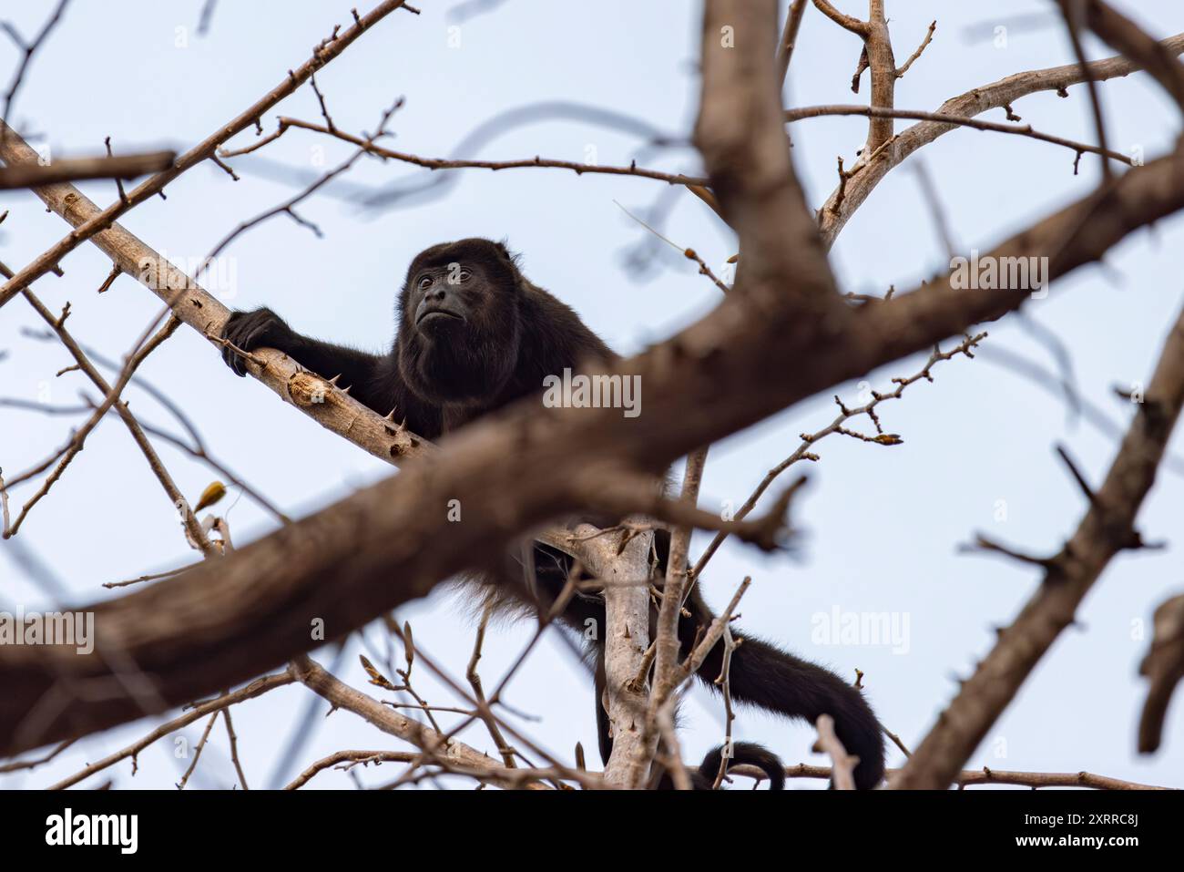 Mantled howler monkey in tree in Costa Rica central America Stock Photo ...