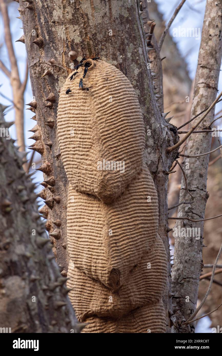 Drumming wasps hi-res stock photography and images - Alamy