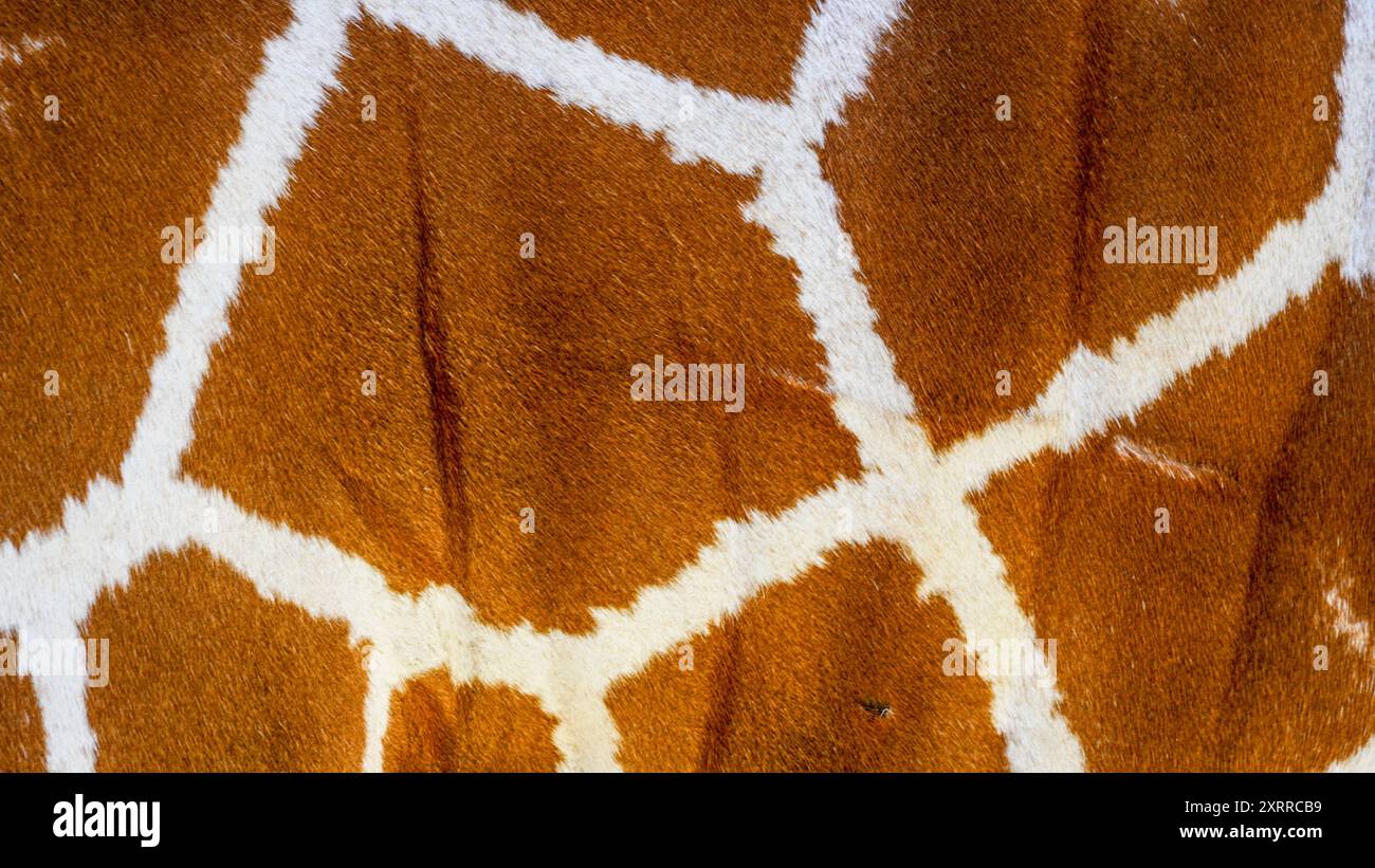 Giraffe skin, natural authentic wild animal hide, safari background and ...