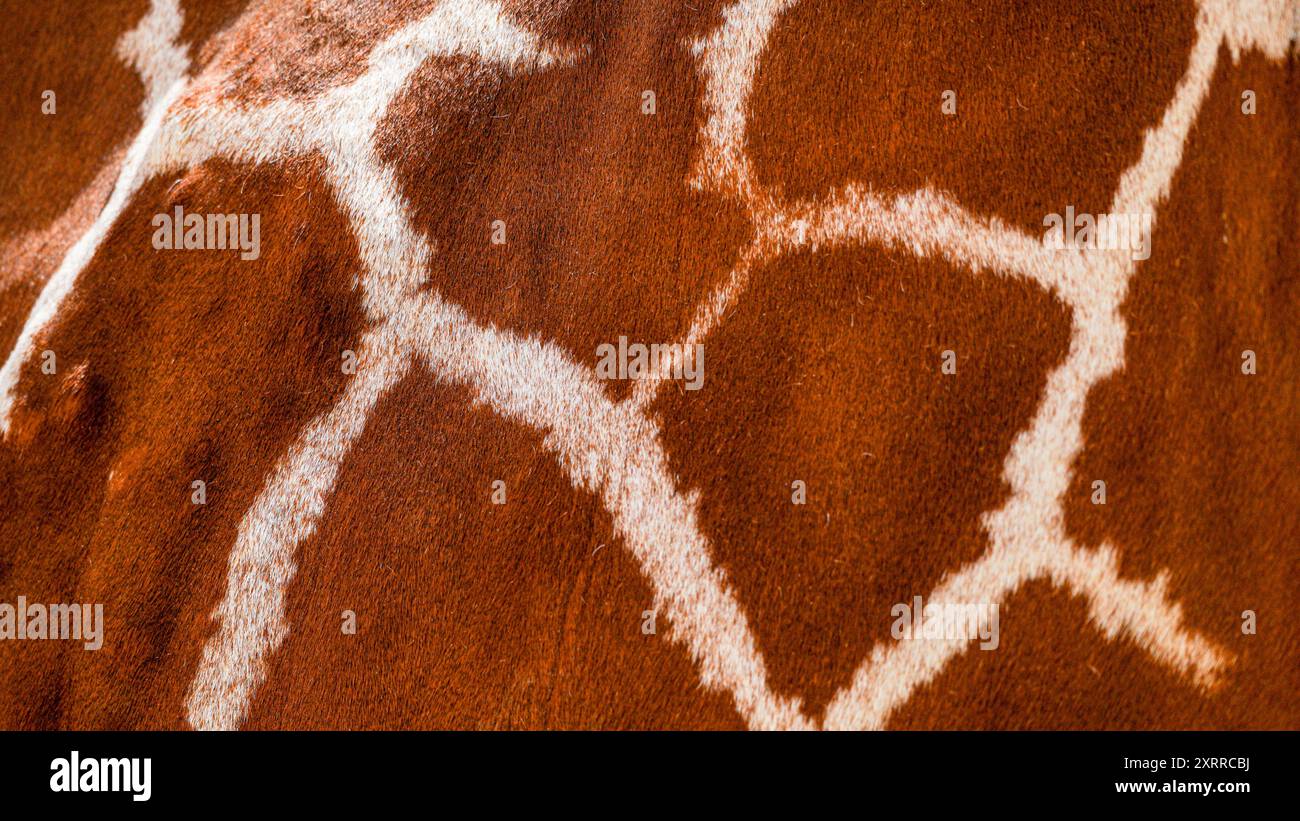 Giraffe skin, natural authentic wild animal hide, safari background and ...