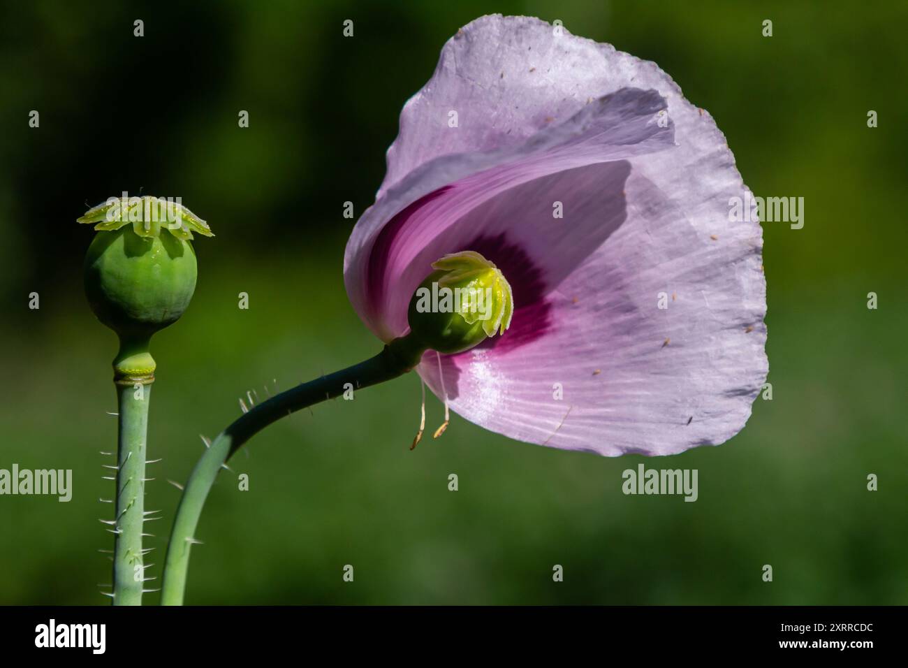 Beautiful violet poppies on a rural kitchen garden. Papaver somniferum ...