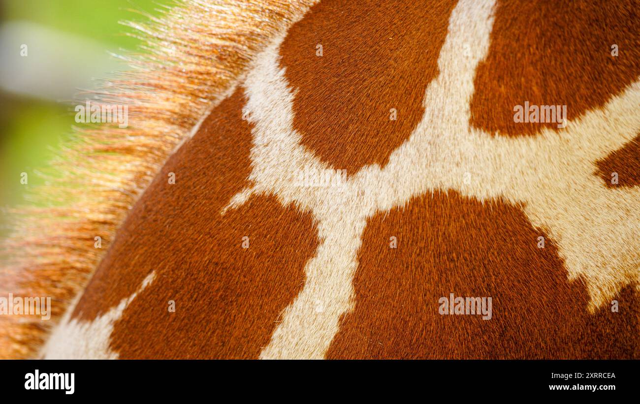Giraffe skin, natural authentic wild animal hide, safari background and ...