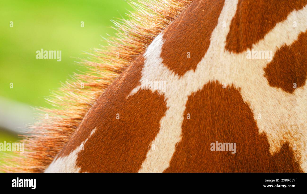 Giraffe skin, natural authentic wild animal hide, safari background and ...