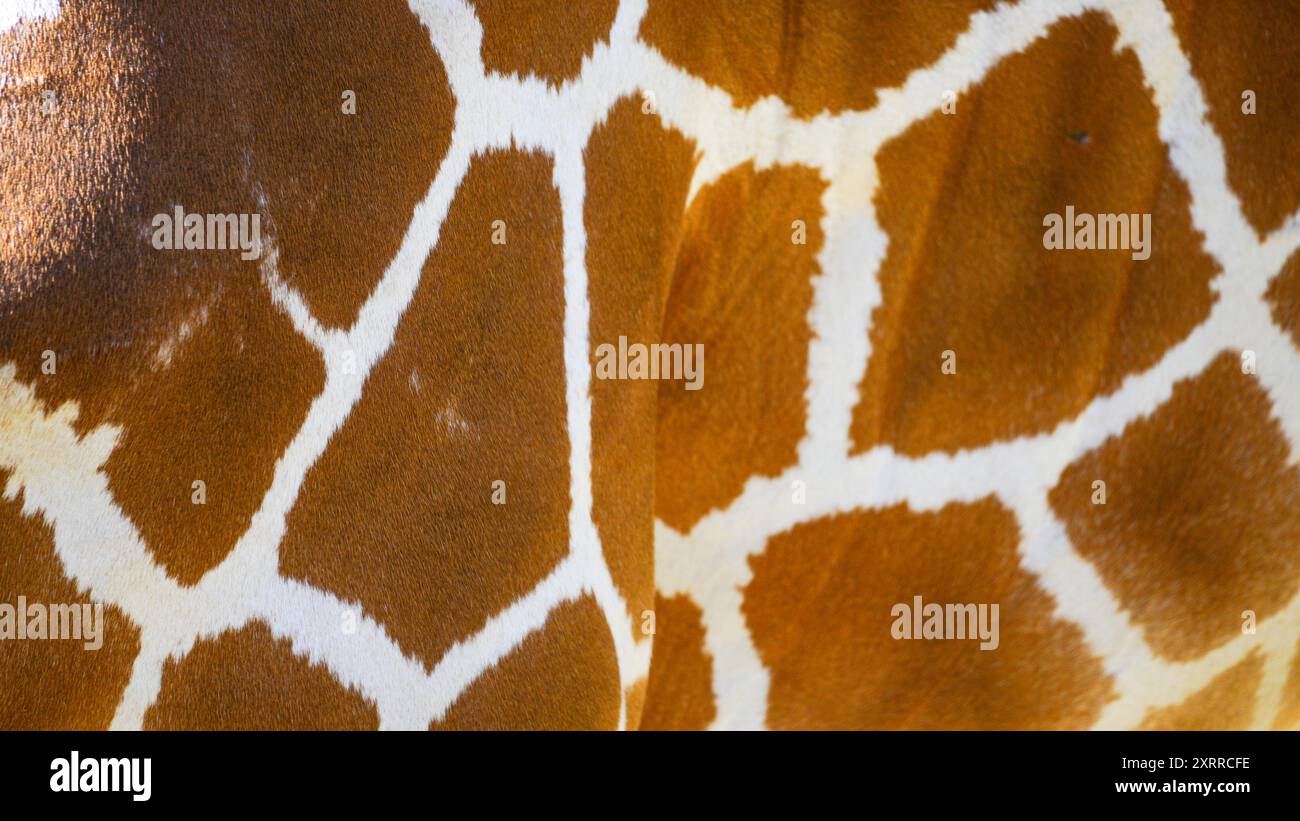 Giraffe skin, natural authentic wild animal hide, safari background and ...