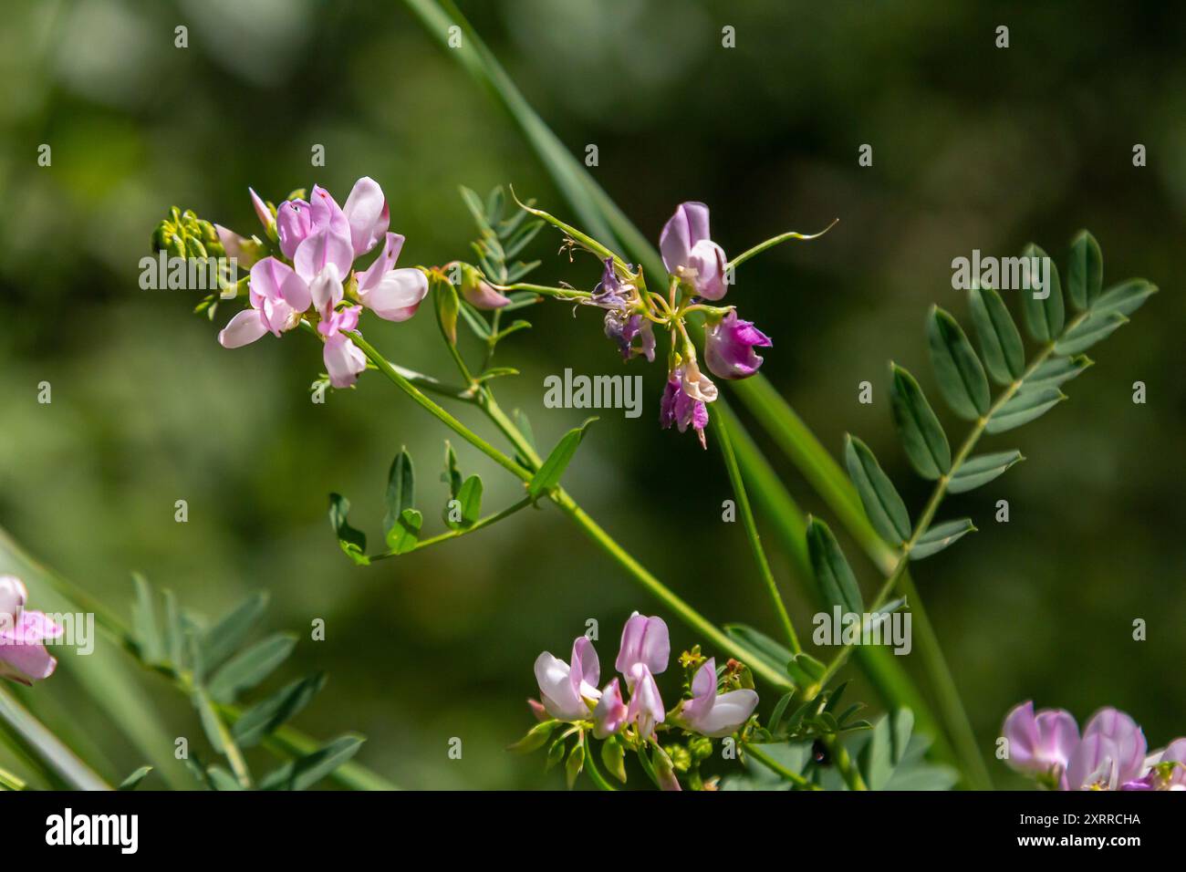 the flowers of Securigera varia - crownvetch, purple crown vetch Stock ...