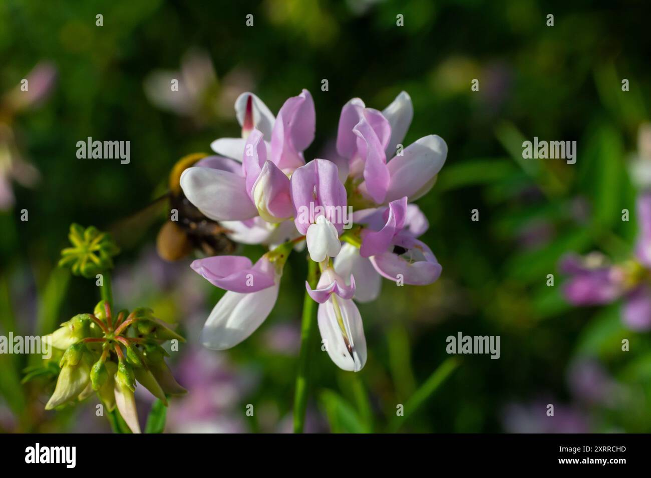 the flowers of Securigera varia - crownvetch, purple crown vetch Stock ...