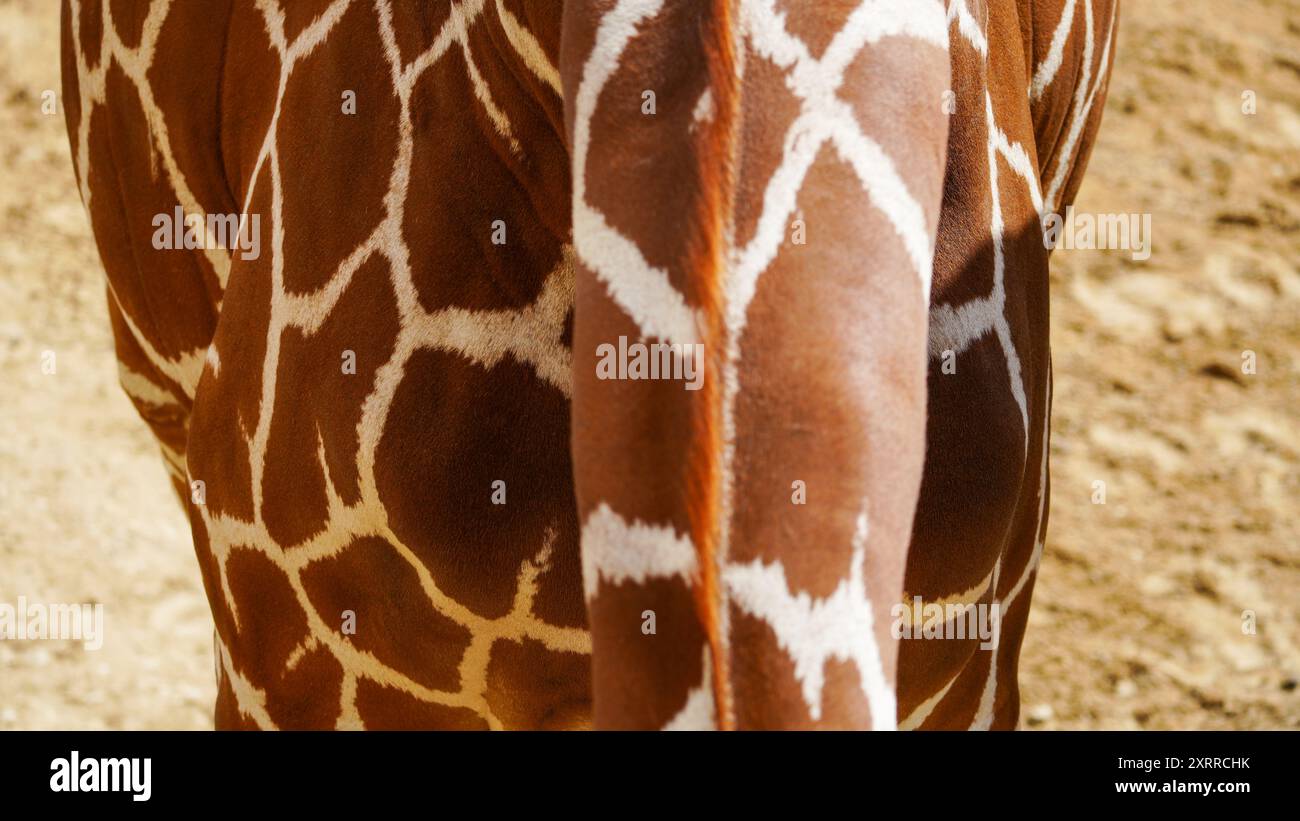 Giraffe skin, natural authentic wild animal hide, safari background and ...