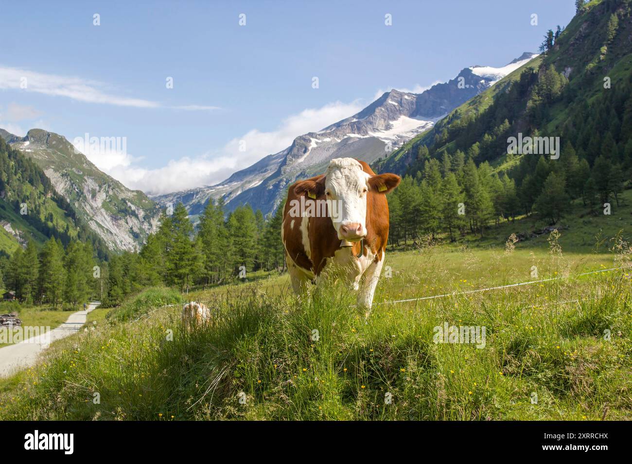 cow in Austrian Alps - High mountains of higt Tauern around ...