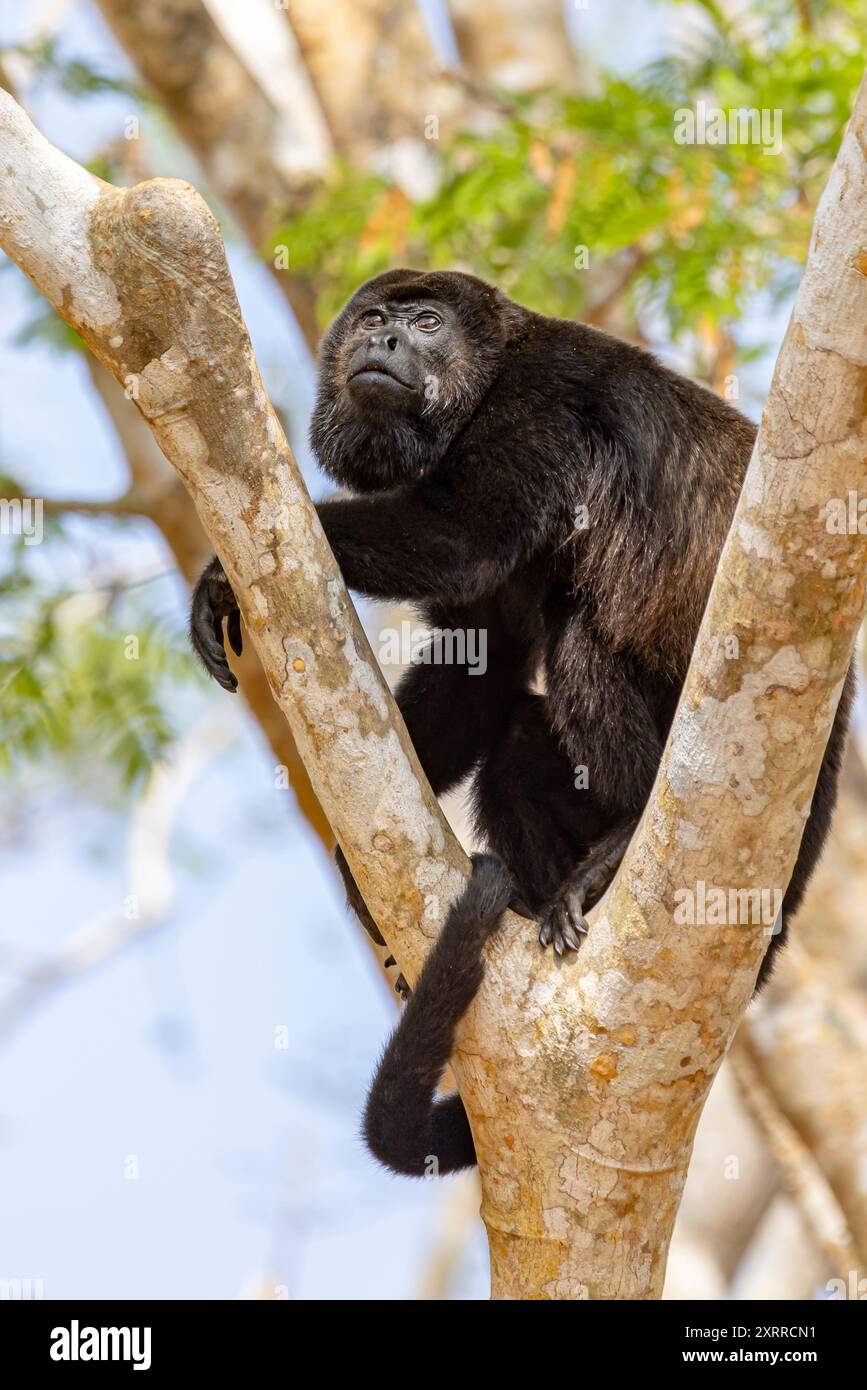 Mantled howler monkey in tree in Costa Rica central America Stock Photo ...