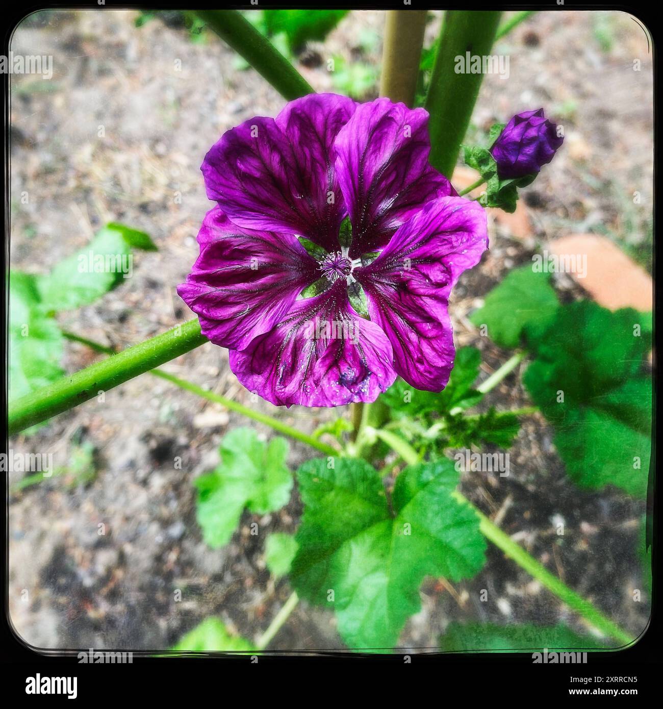 Natur Wilde Malve Malva sylvestris Bluehende Wilde Malve Malva ...