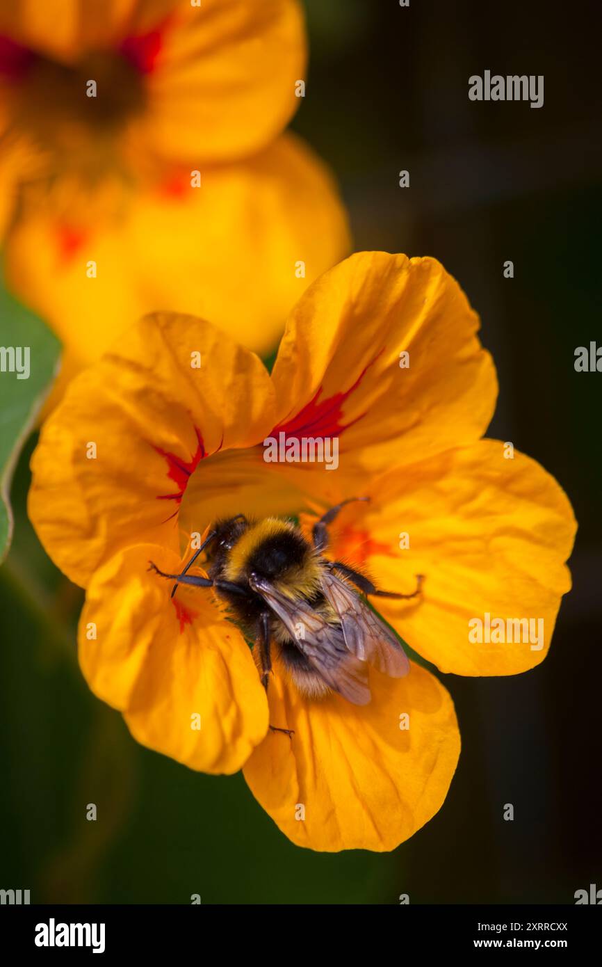 Bombus lucorum - white-tailed bumblebee on bright yellow nasturium ...
