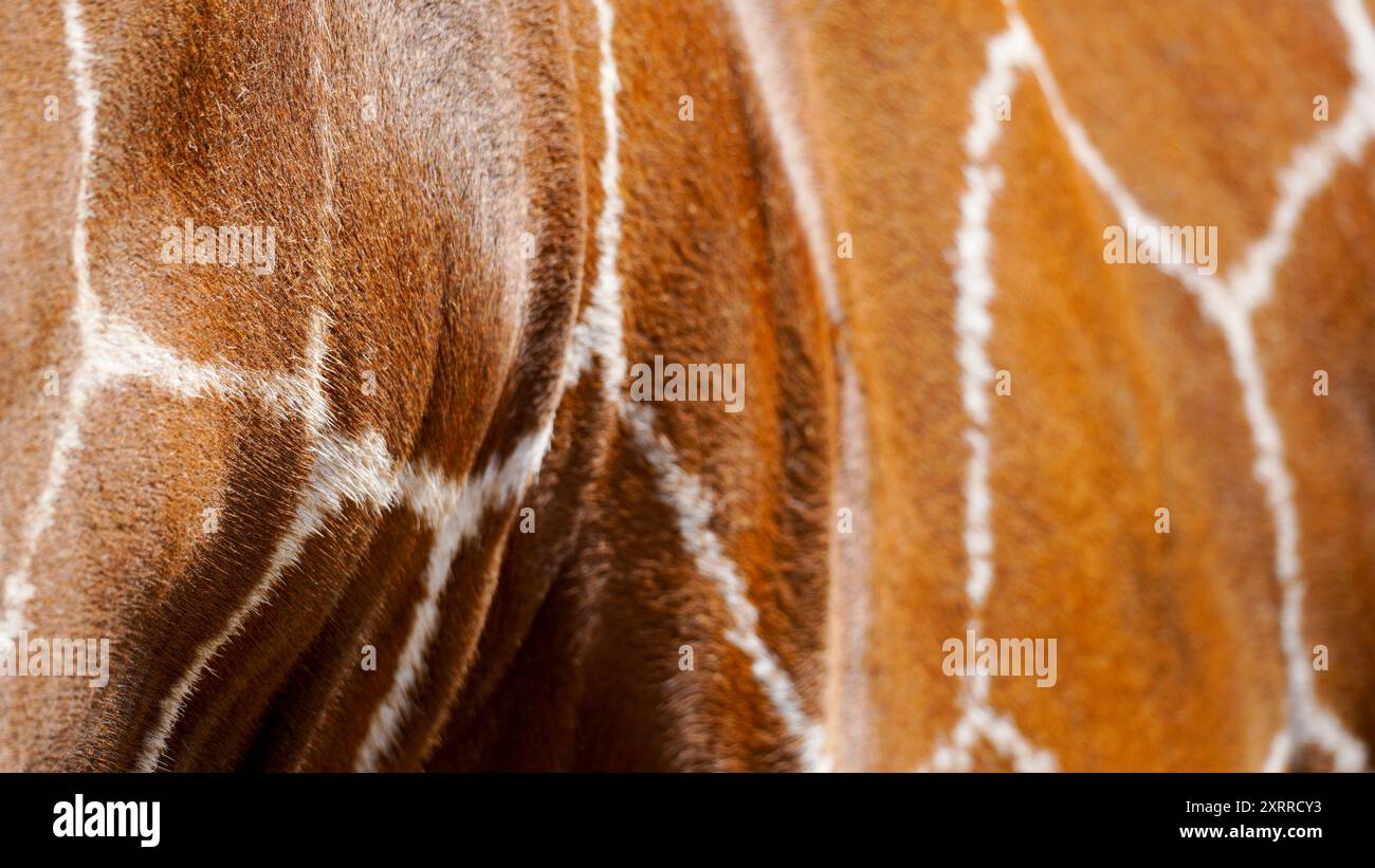 Giraffe skin, natural authentic wild animal hide, safari background and ...