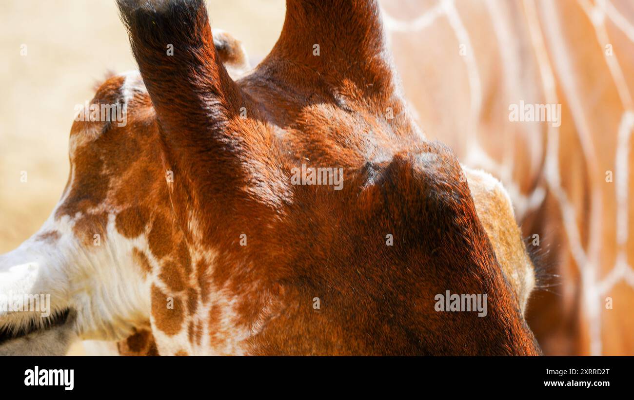 Giraffe skin, natural authentic wild animal hide, safari background and ...