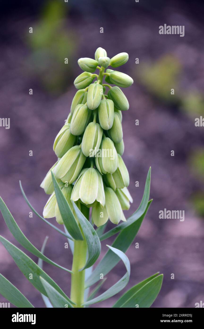 Single Green Fritillaria Persica 'Ivory Bells' Fritillary Flower grown ...