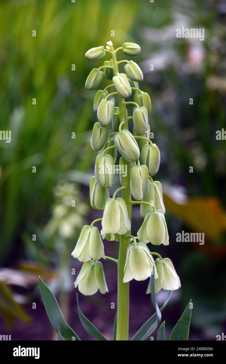 Single Green Fritillaria Persica 'Ivory Bells' Fritillary Flower grown ...