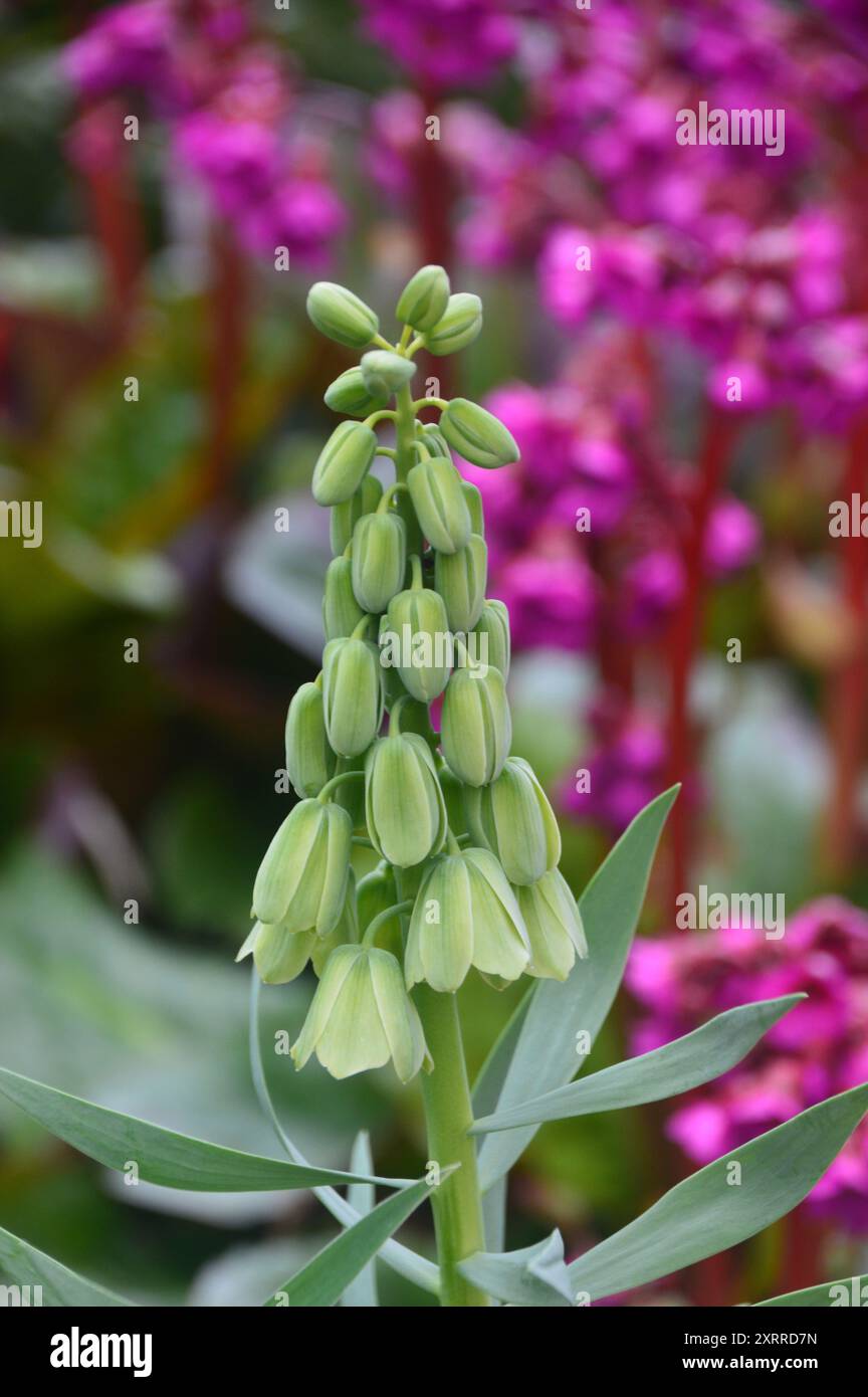 Single Green Fritillaria Persica 'Ivory Bells' Fritillary Flower grown ...