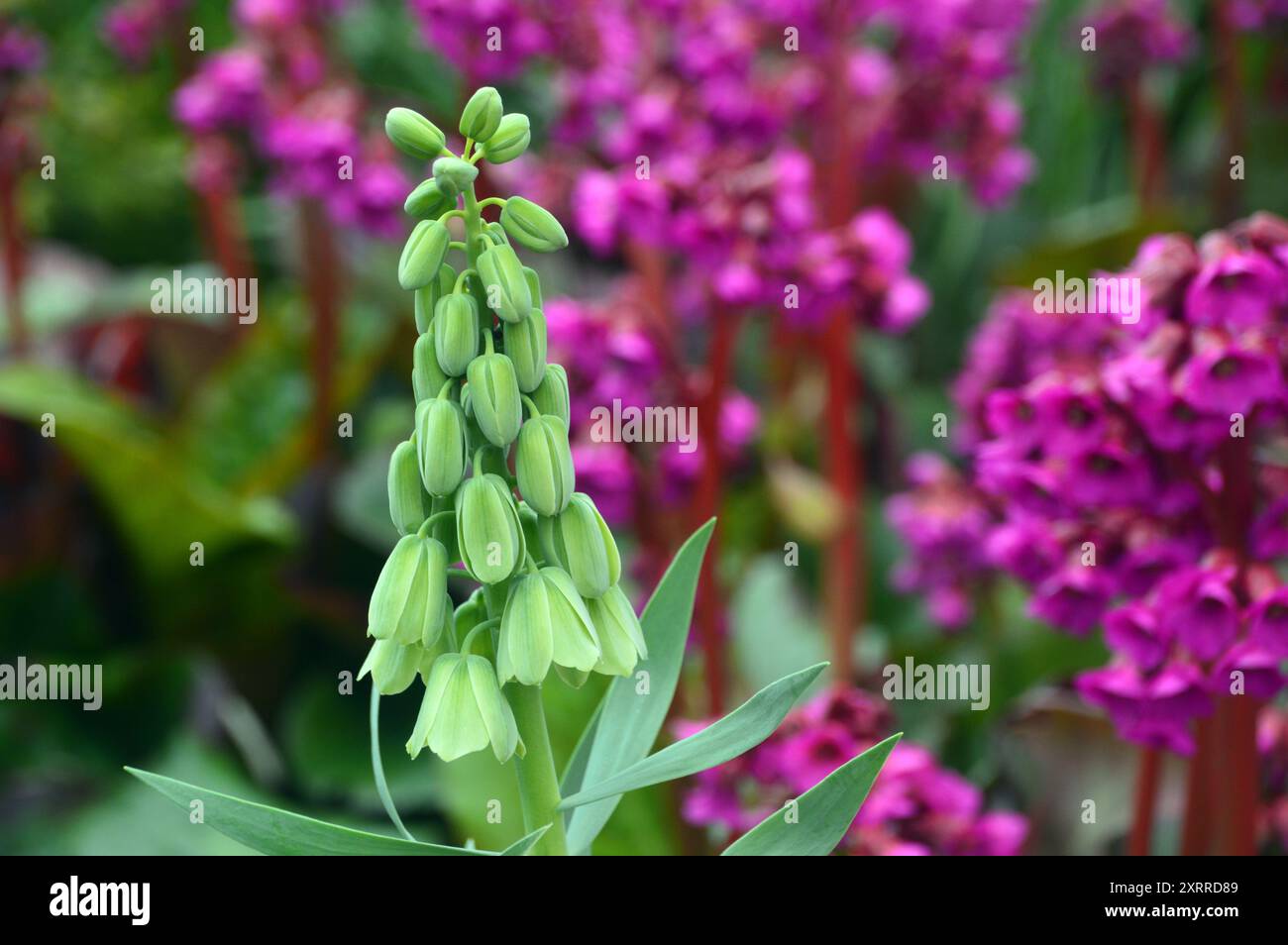 Single Green Fritillaria Persica 'Ivory Bells' Fritillary Flower grown ...