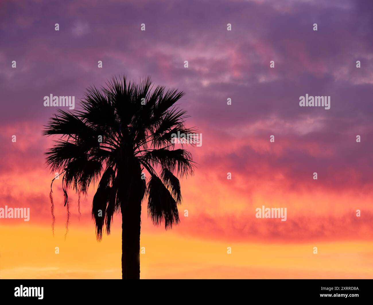 Tropical sunset palm tree hi-res stock photography and images - Alamy