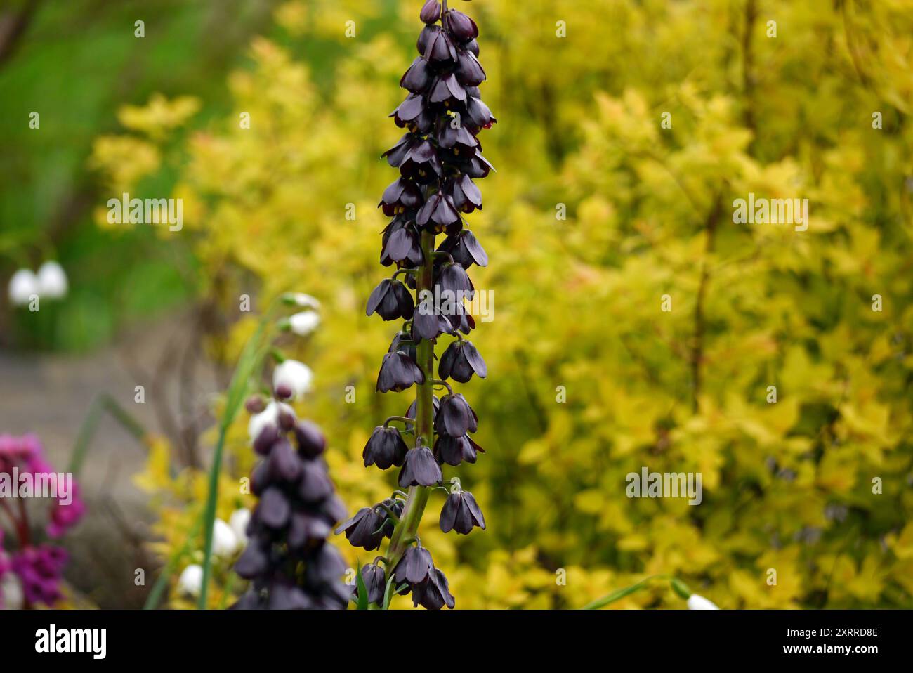 Persian fritillary fritillaria persica hi-res stock photography and ...