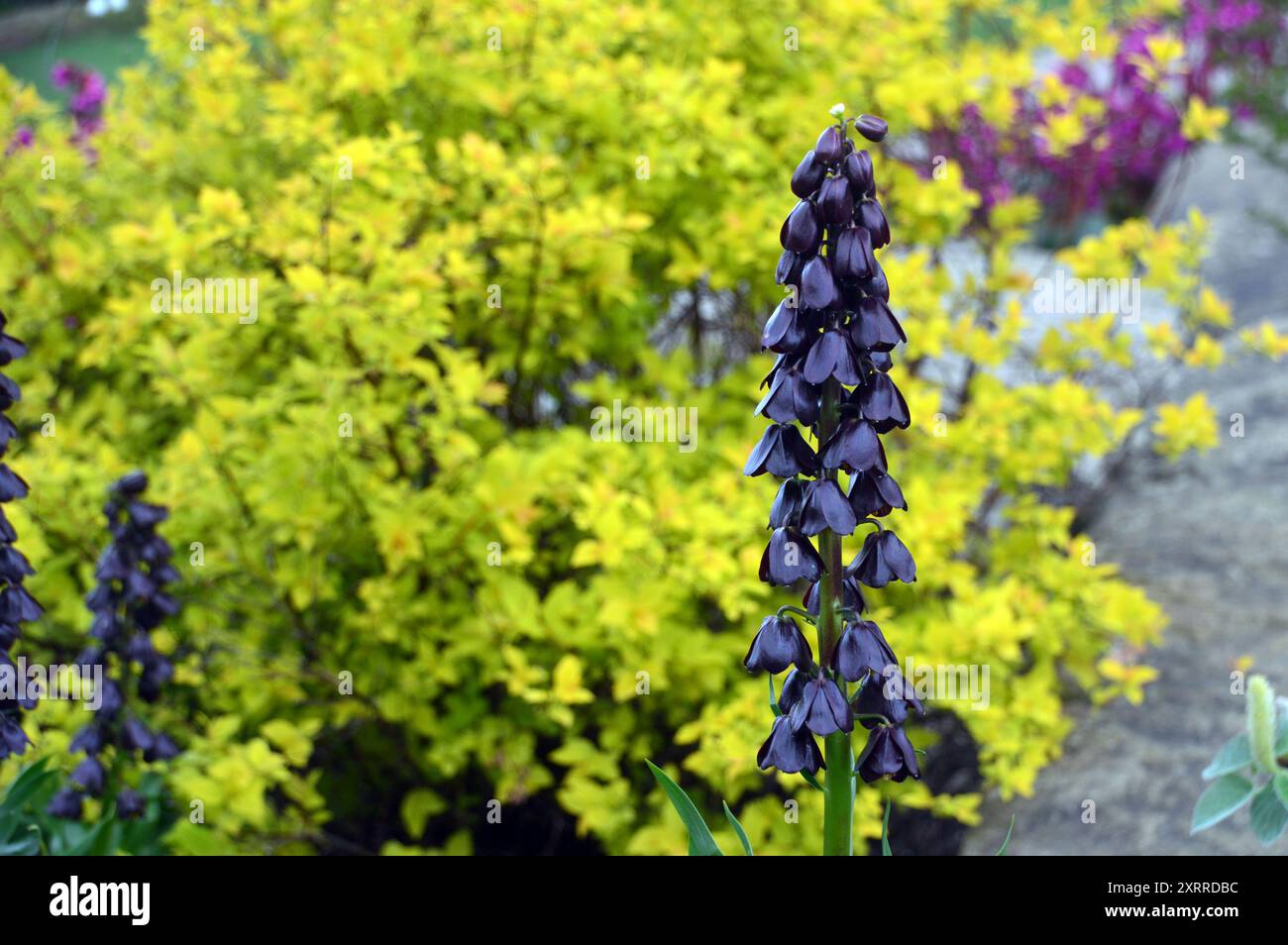 Persian fritillary fritillaria persica hi-res stock photography and ...