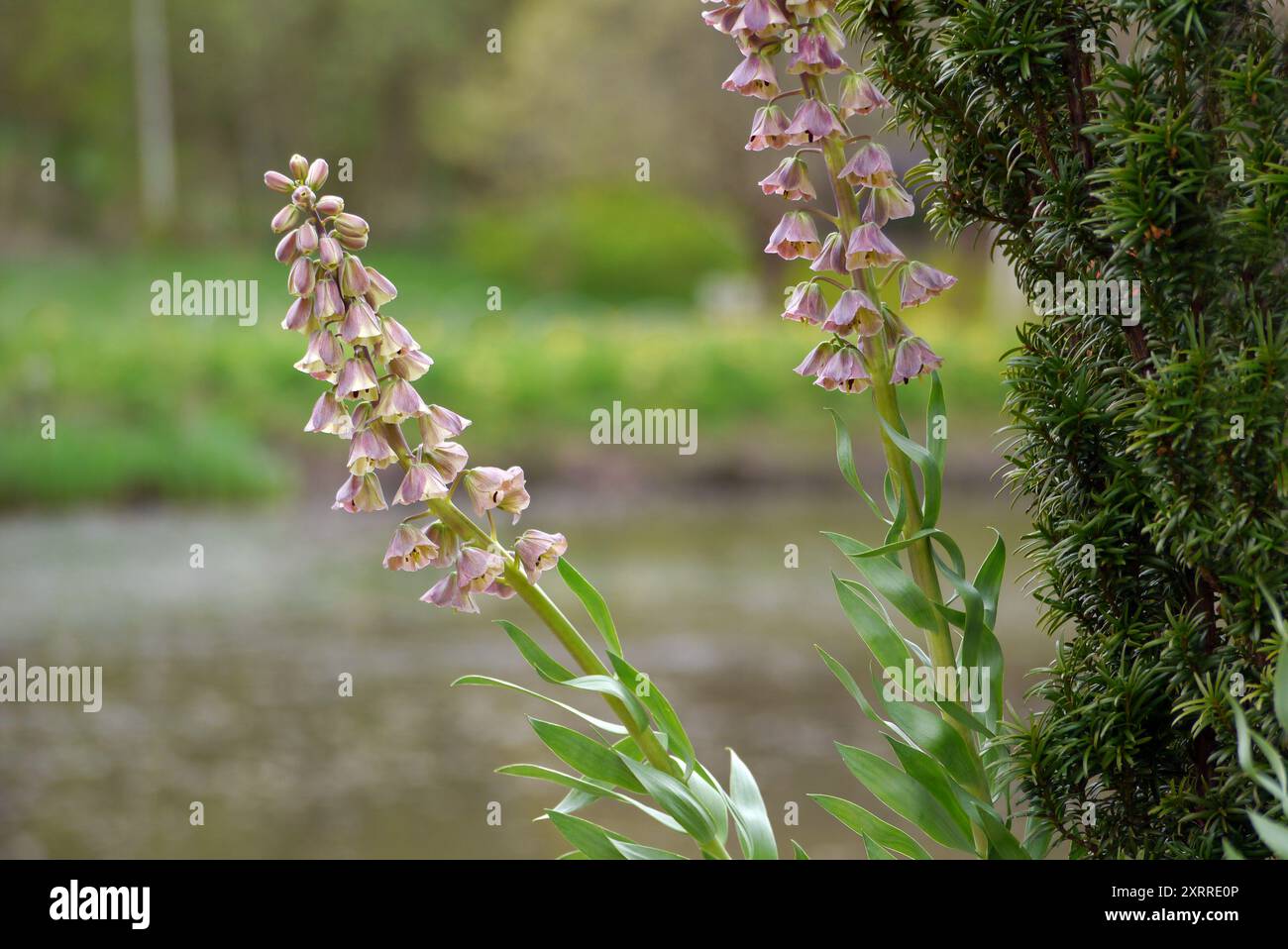 Purple & Cream Fritillaria Persica 'Magic Bells' Fritillary Flower ...