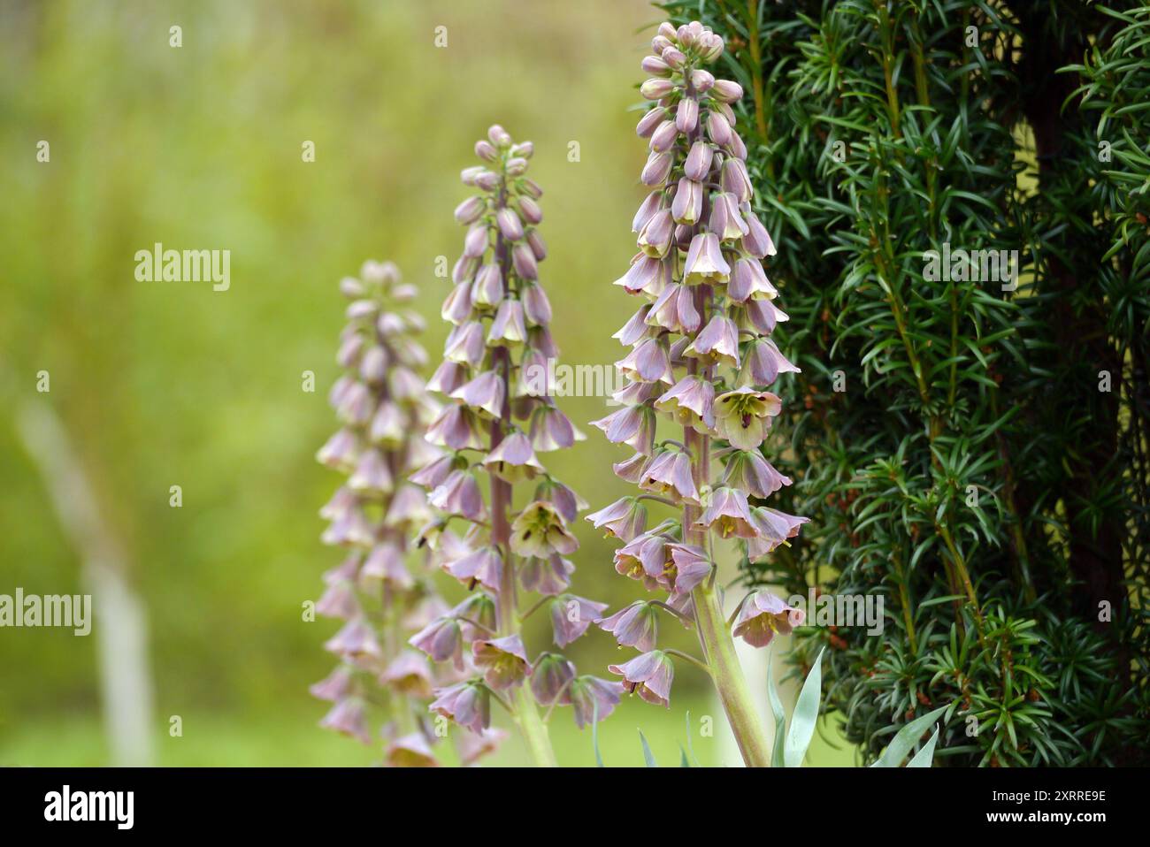 Purple & Cream Fritillaria Persica 'Magic Bells' Fritillary Flower ...