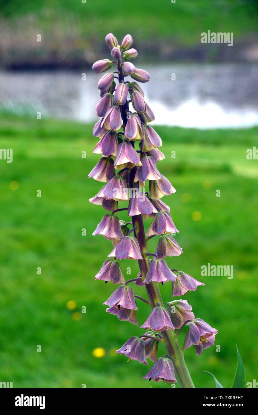 Purple & Cream Fritillaria Persica 'Magic Bells' Fritillary Flower ...