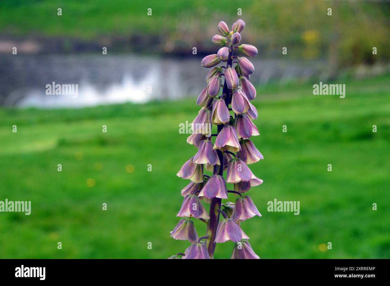 Purple & Cream Fritillaria Persica 'Magic Bells' Fritillary Flower ...