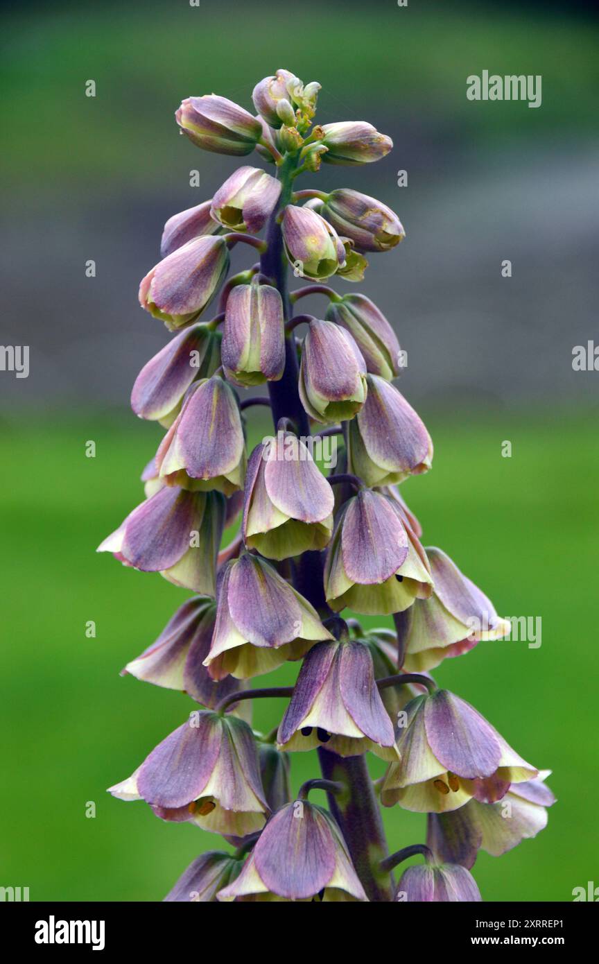 Purple & Cream Fritillaria Persica 'Magic Bells' Fritillary Flower ...
