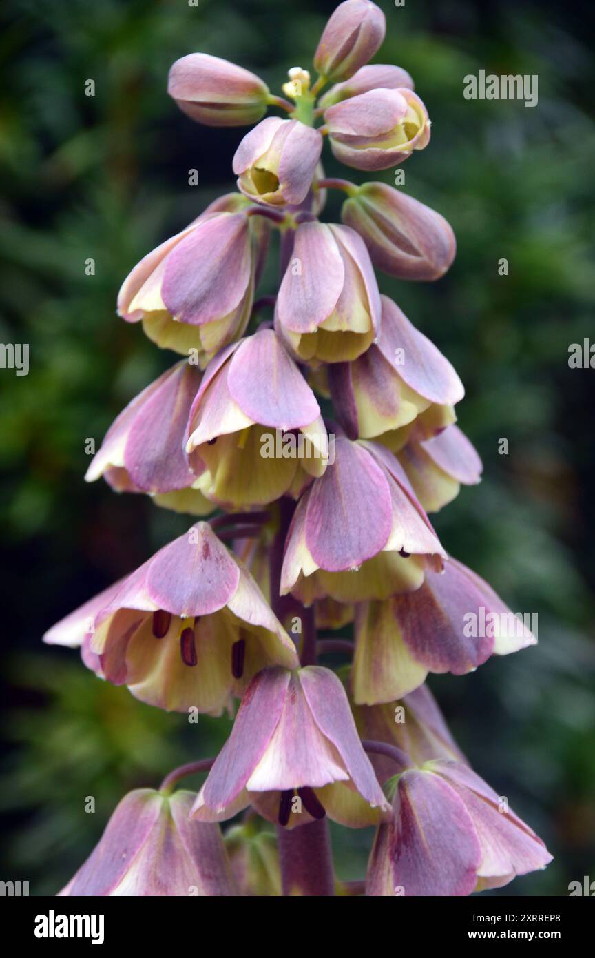 Purple & Cream Fritillaria Persica 'Magic Bells' Fritillary Flower ...