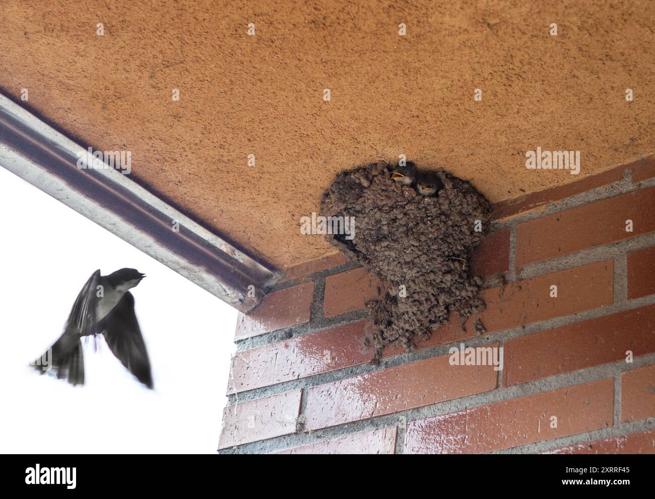 Flying eaves hi-res stock photography and images - Alamy