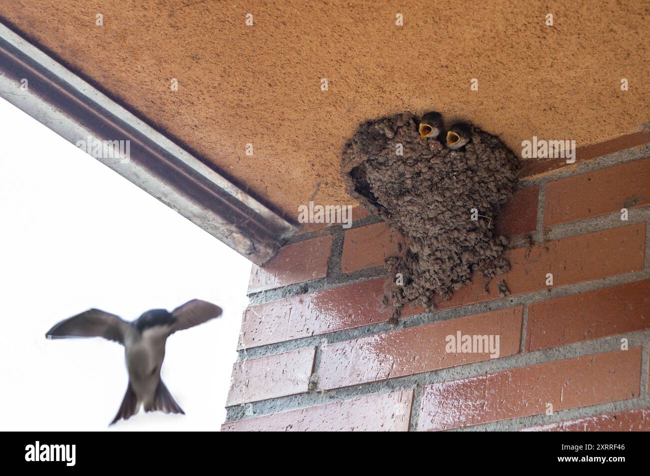 Aerodynamic force bird hi-res stock photography and images - Alamy