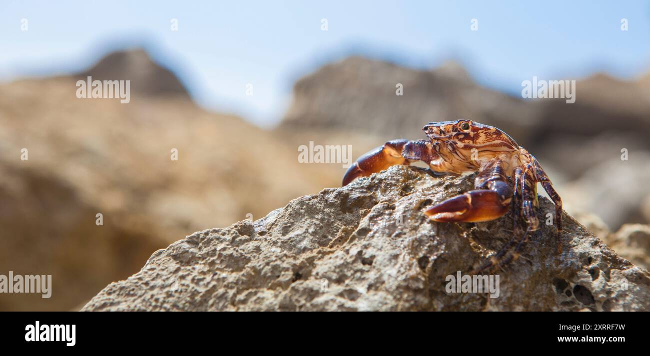 Marbled rock crab pachygrapsus marmoratus hi-res stock photography and ...
