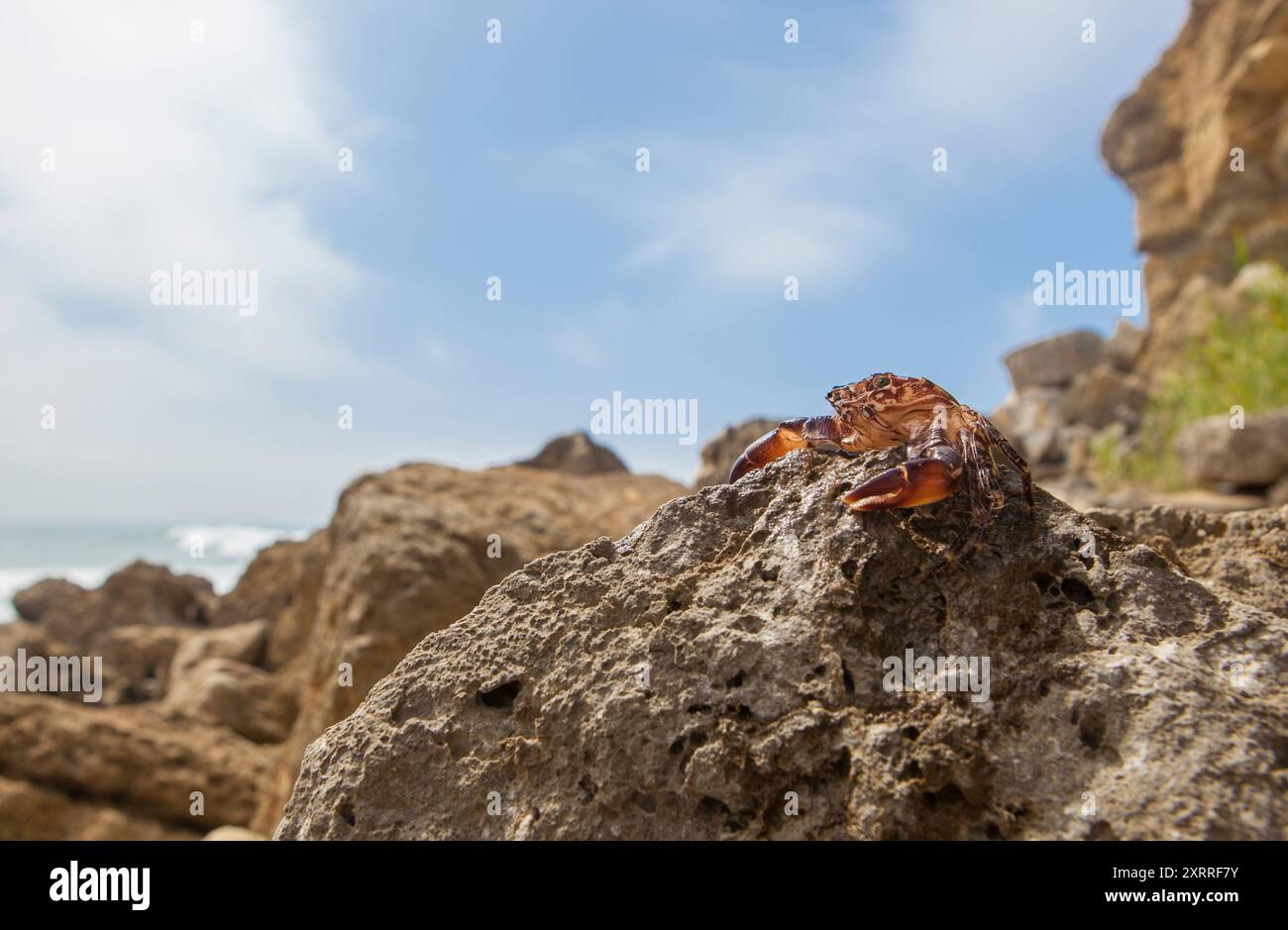 Marbled rock crab pachygrapsus marmoratus hi-res stock photography and ...