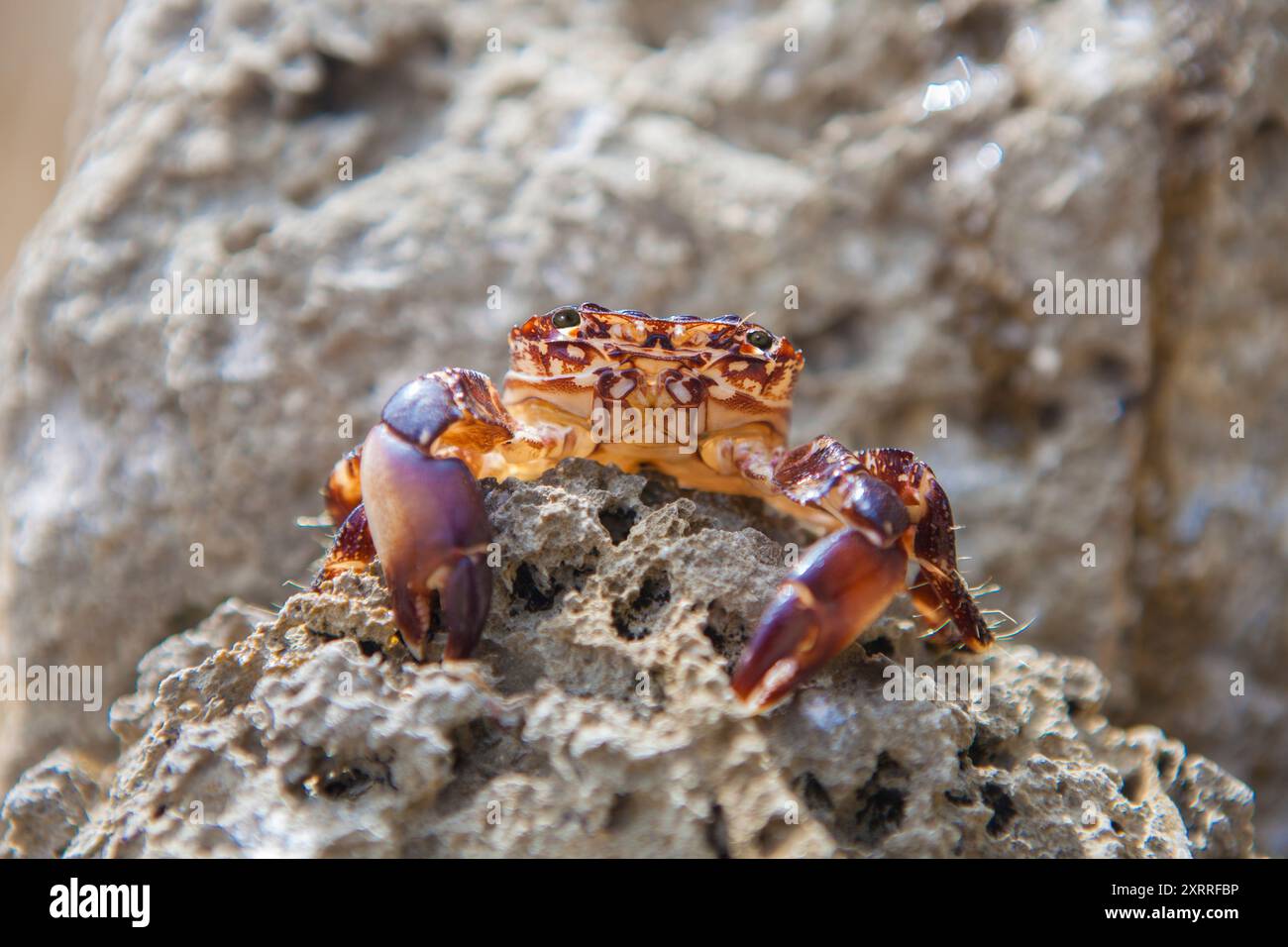 Marbled rock crab or pachygrapsus marmoratus. Magoito Coast, Portugal ...